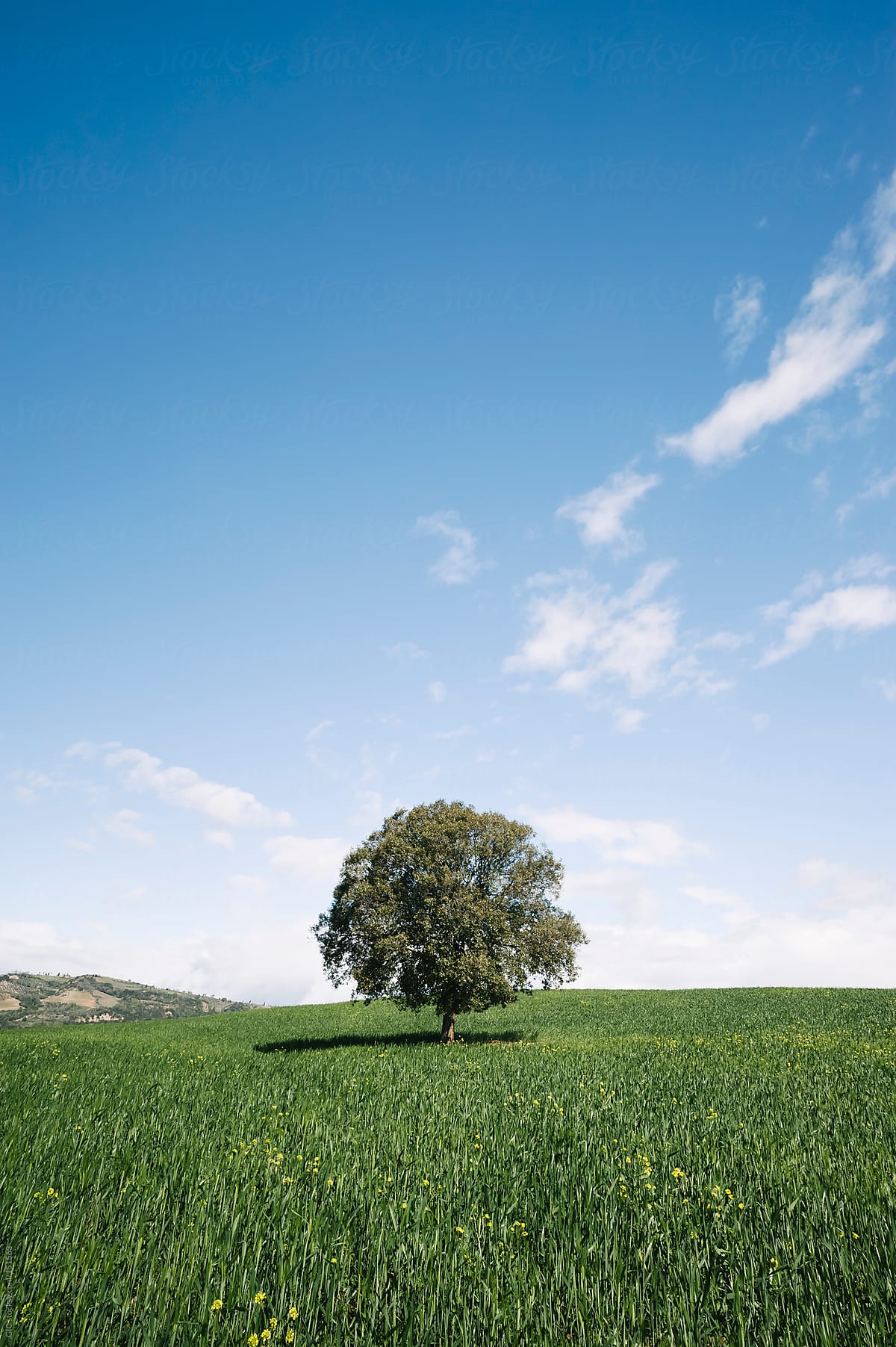 "Tree In A Green Field" by Stocksy Contributor "Koganami Studio" - Stocksy