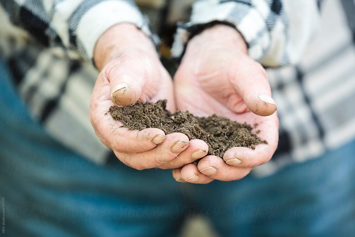 "Senior Man Holding Handful Of Soil" by Stocksy Contributor "Mattia ...