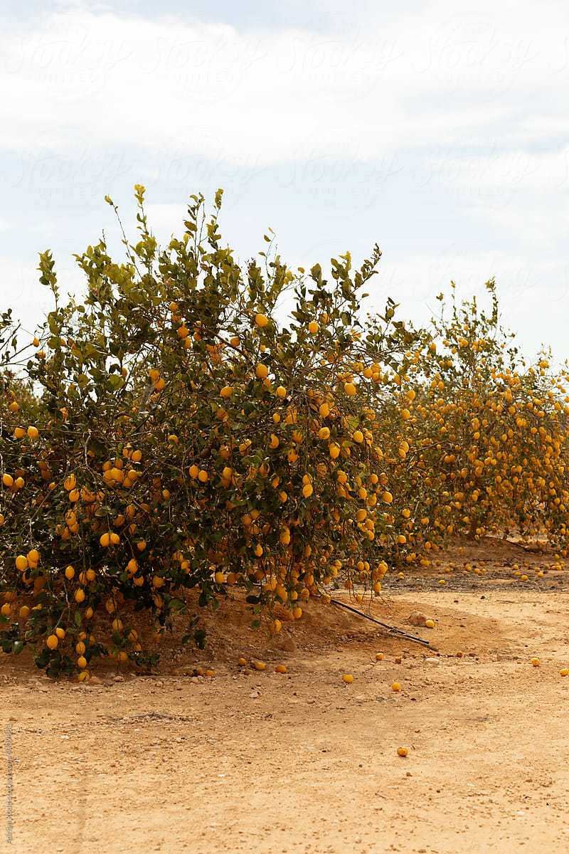 "Lemon Fields In Valencia, Spain." by Stocksy Contributor "Adrian Rodd ...