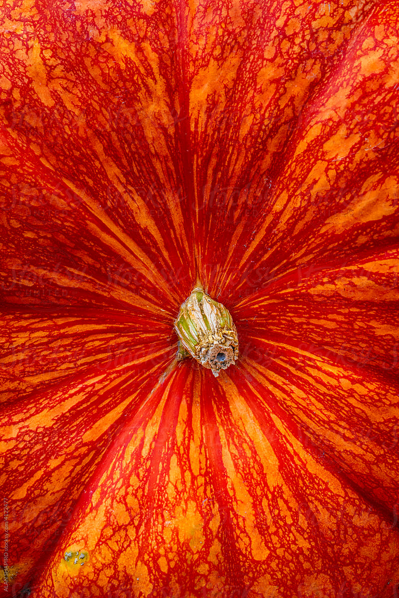 "Orange Pumpkin Macro From Above" by Stocksy Contributor "ALAN SHAPIRO ...