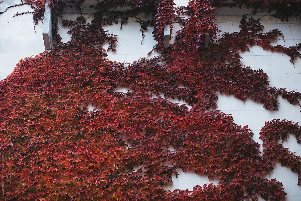 "Wall Covered With Red Ivy Leaves" by Stocksy Contributor "Liliya ...