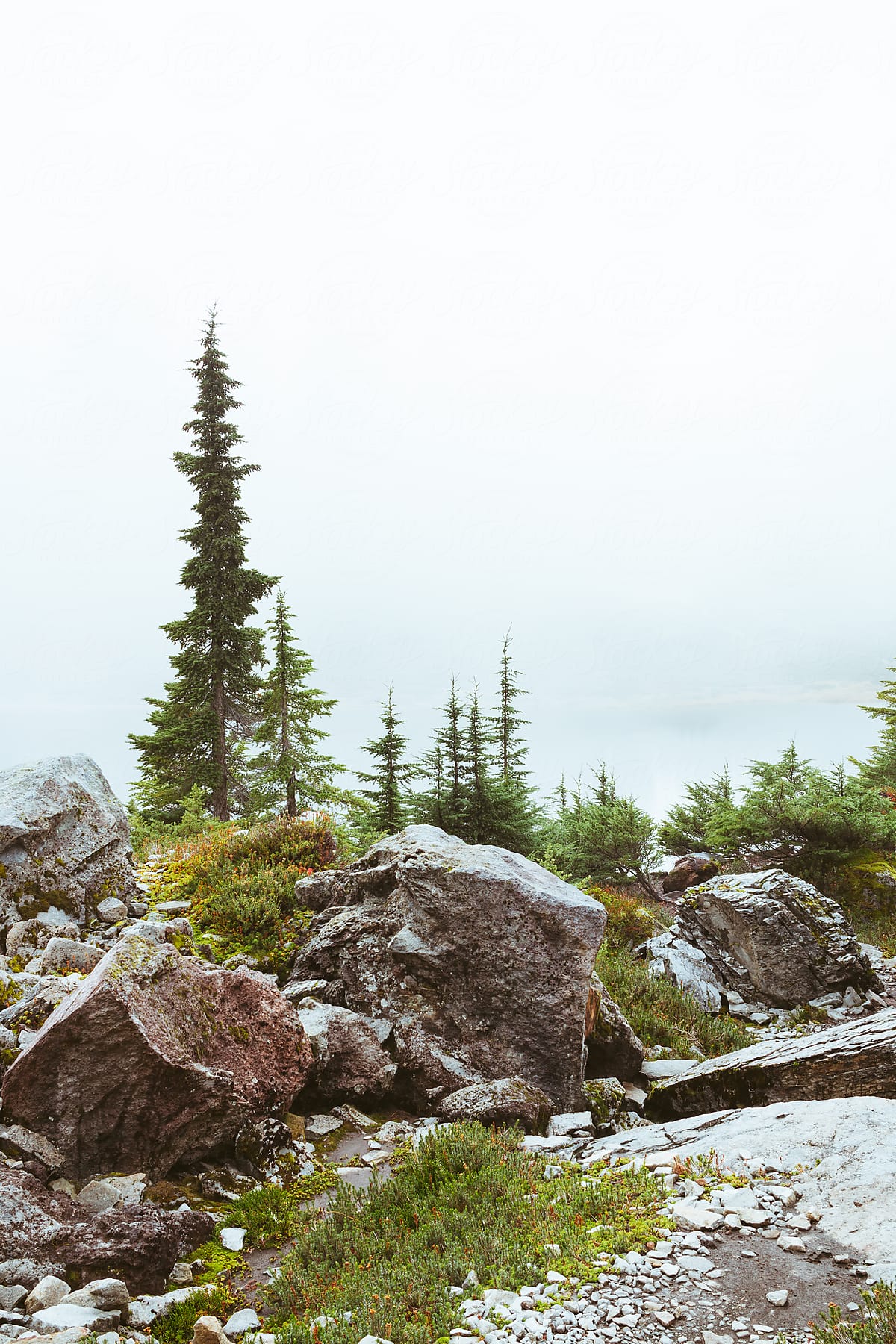 "Subalpine Fir Trees And Boulders Set In By Thick Fog" by Stocksy ...