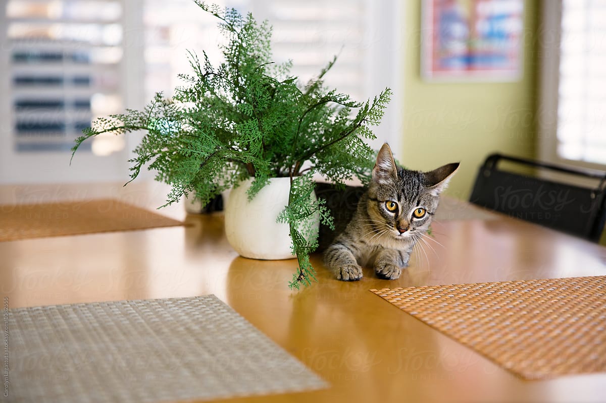 "Kitten Laying On The Kitchen Table" by Stocksy Contributor "Carolyn ...