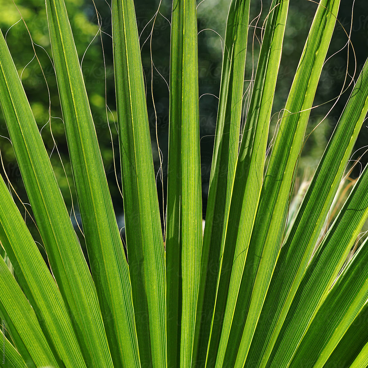 "Exotic And Lush Palm Leaf Details" by Stocksy Contributor "Marcel ...