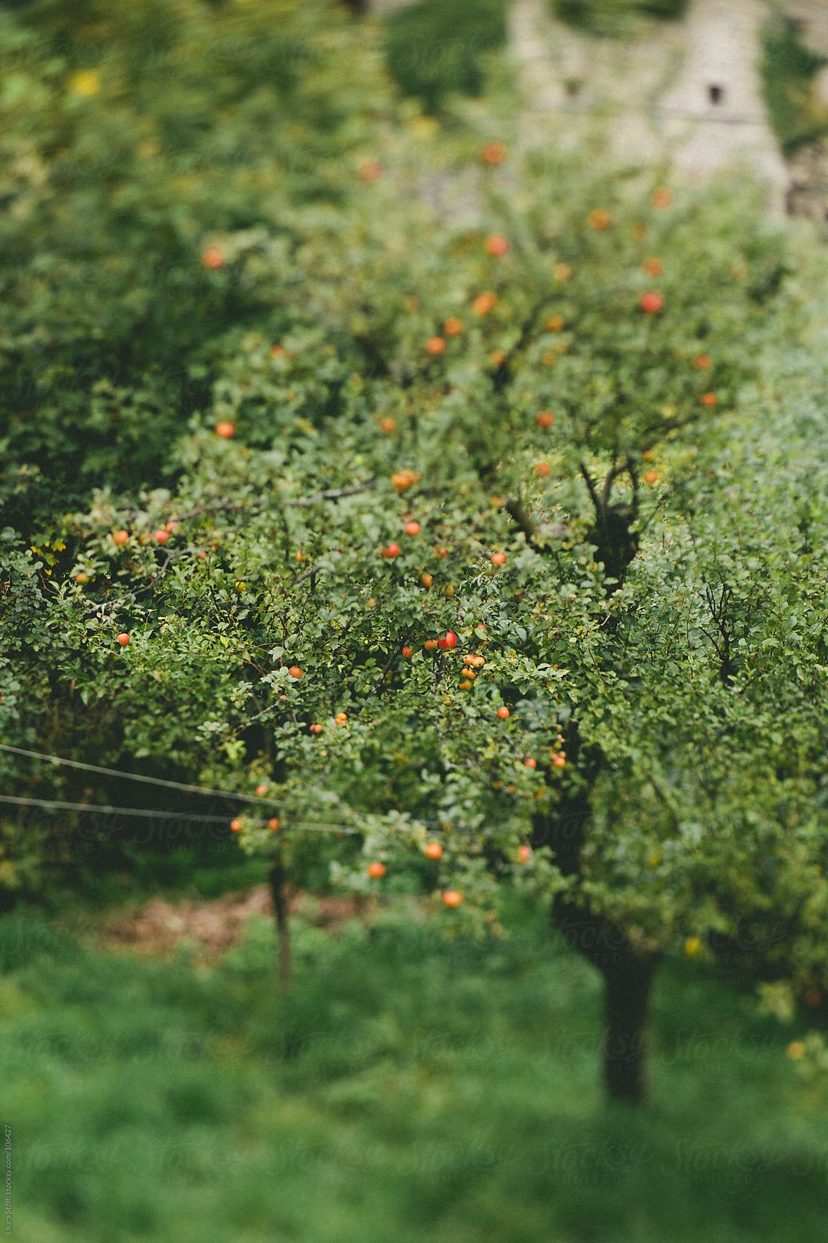 "Blurred Image Of Apple Trees With Fruits On Them In Mountain Field" by ...