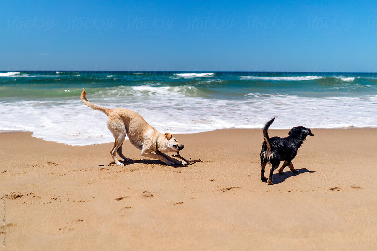 "Two Dogs Playing On The Beach." by Stocksy Contributor "Luis Velasco ...