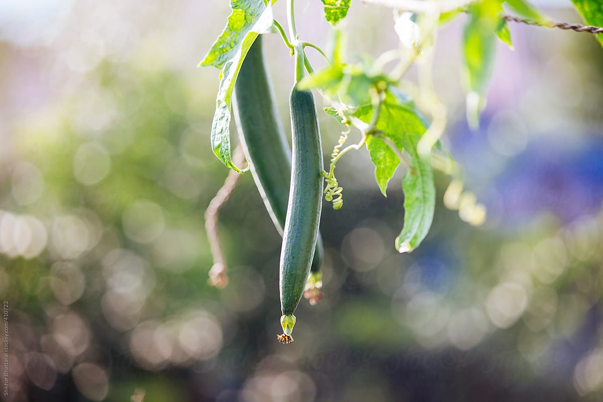 "Sponge Gourd Hanging From A Vine." by Stocksy Contributor "Shikhar ...