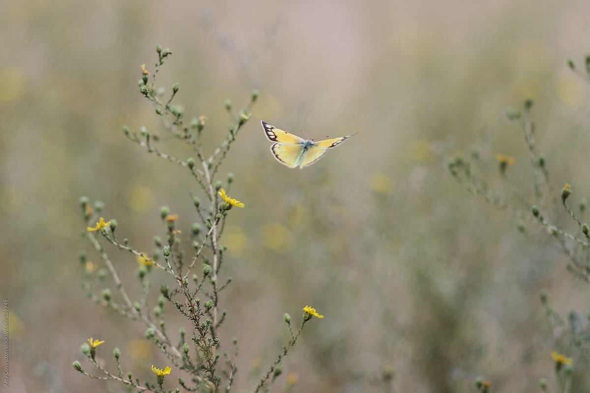 "Yellow Butterfly Flying" by Stocksy Contributor "Amy Covington" - Stocksy