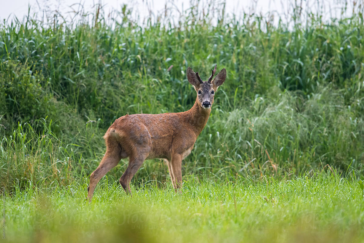 "Roebuck" by Stocksy Contributor "Gabriel Ozon" - Stocksy