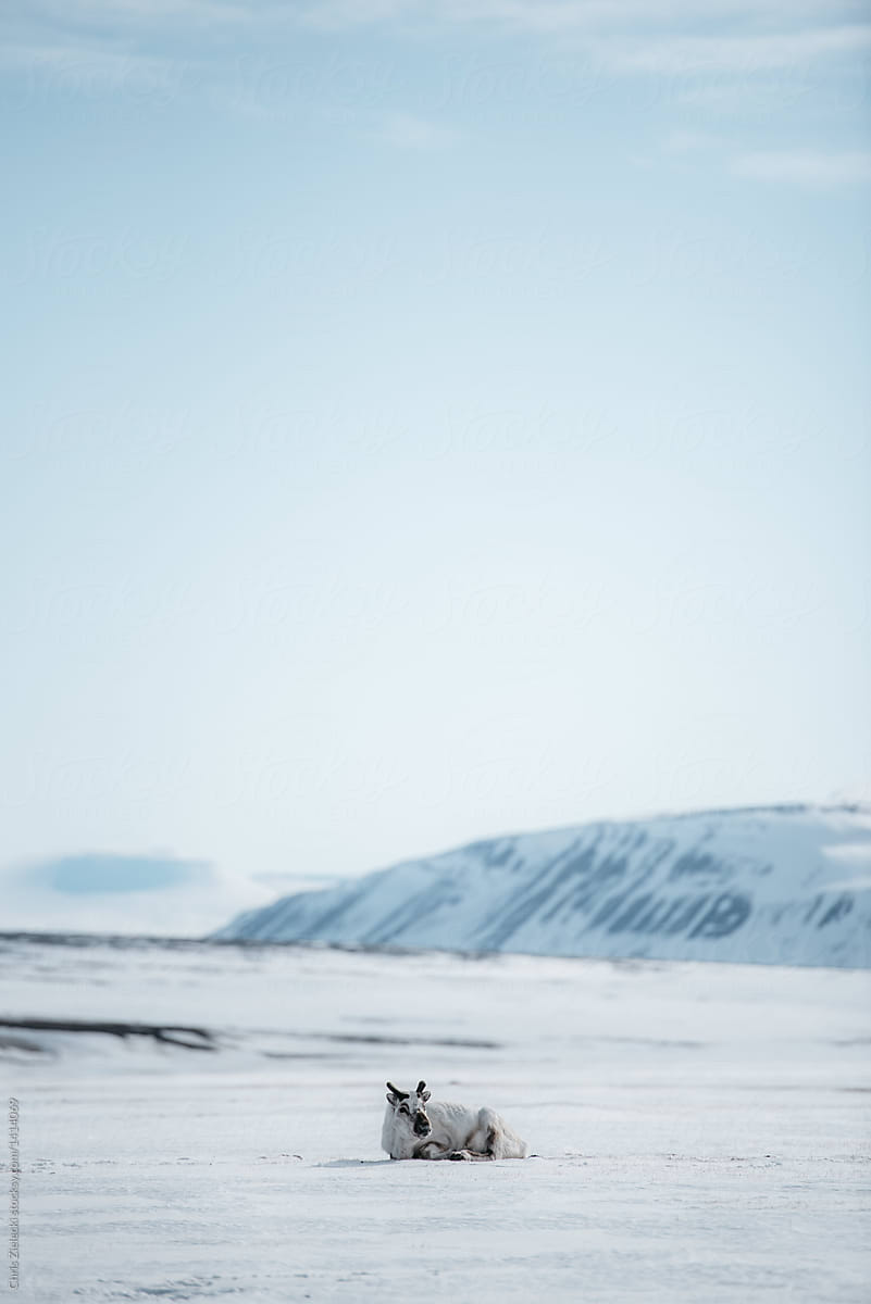 "Reindeer Resting On Snowy Ground" by Stocksy Contributor "Chris ...