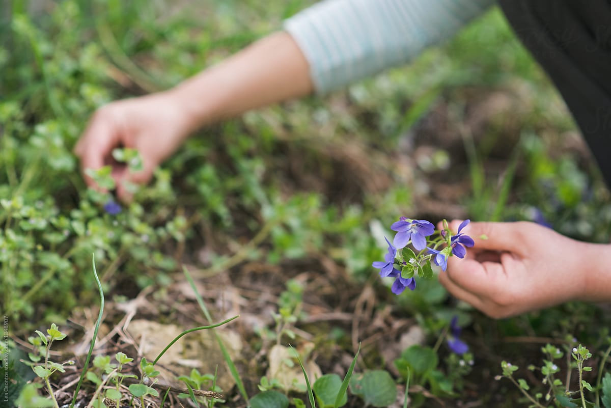 "Child Picking Violets In The Woods" by Stocksy Contributor "Lea ...