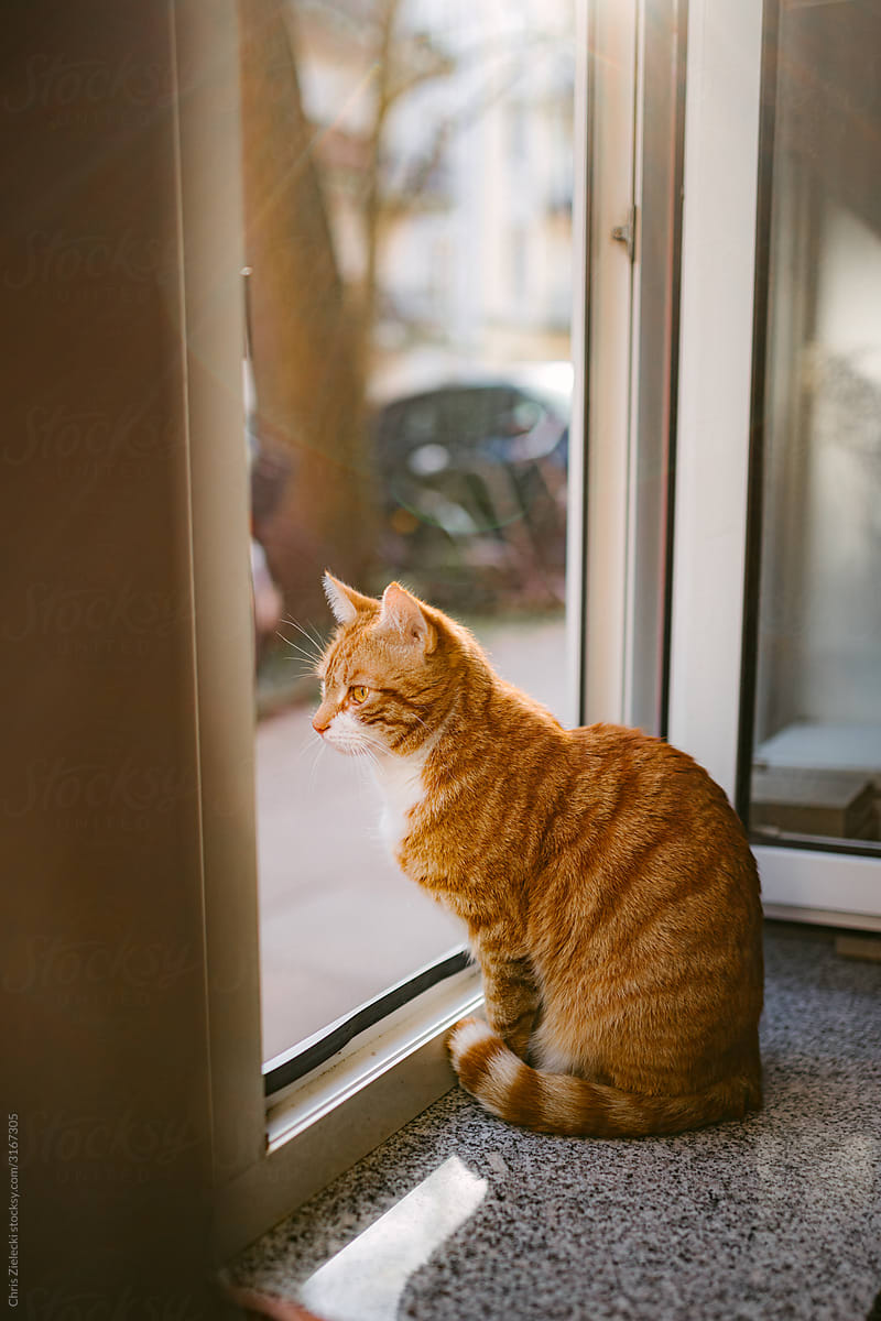 "Tabby Red Cat Looking Out Of Window" by Stocksy Contributor "Chris ...