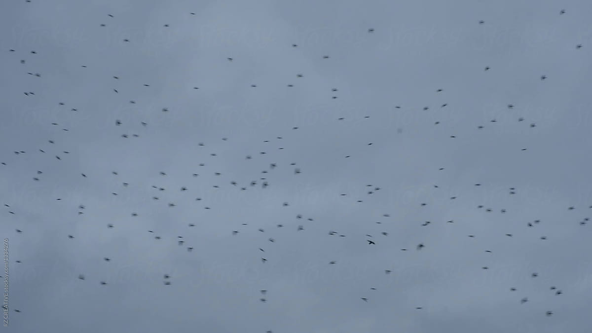 "Large Group Of Birds Flying Overhead." by Stocksy Contributor ...