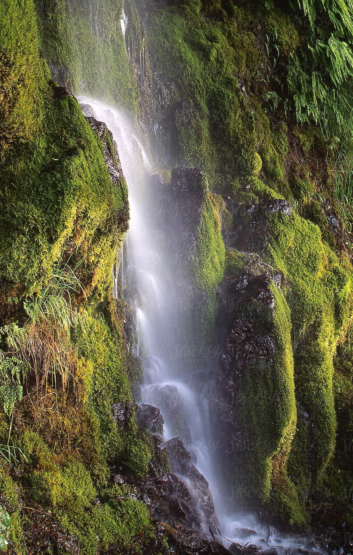 "Unnamed Waterfall Cascade On Olympic Peninsula In Washington Late ...