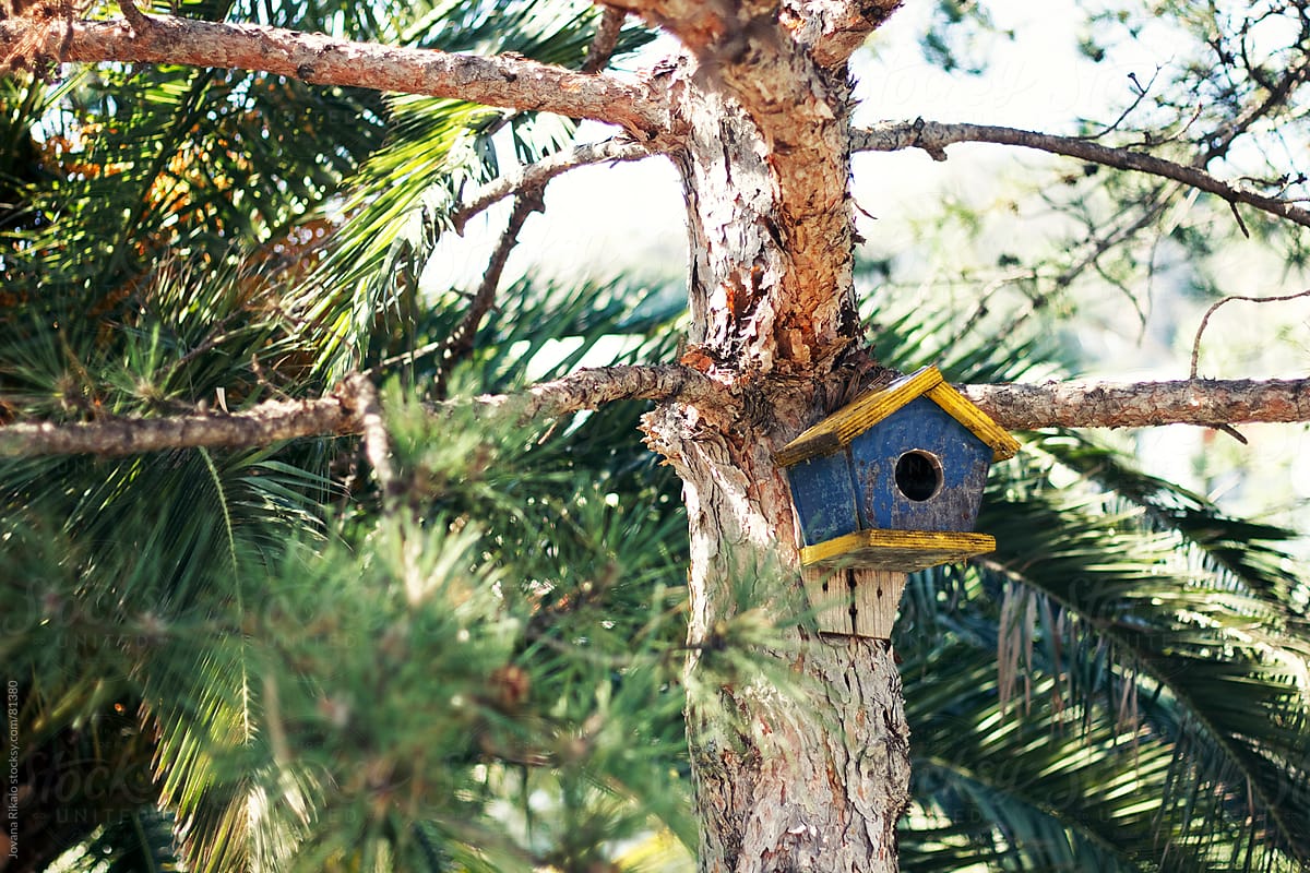 "Bird House On The Tree" by Stocksy Contributor "Jovana Rikalo" - Stocksy