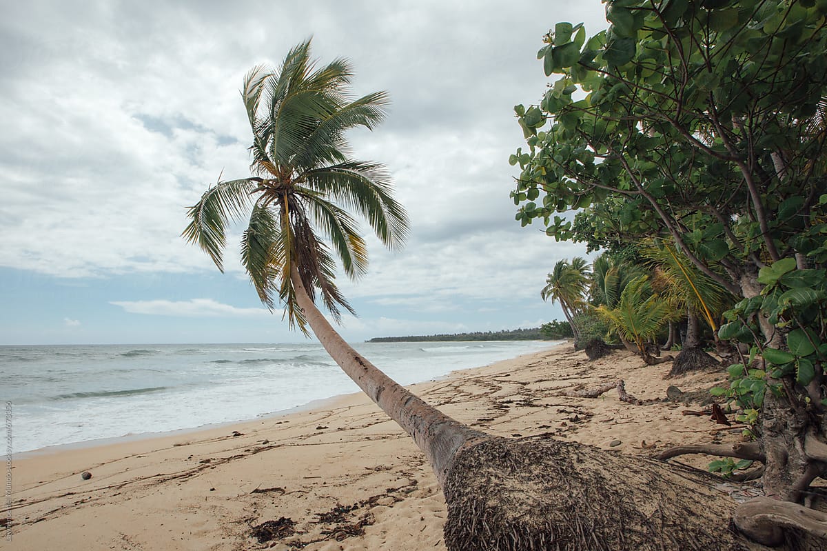 "A Lone Coconut Tree Towers Over An Empty Beach" by Stocksy Contributor ...