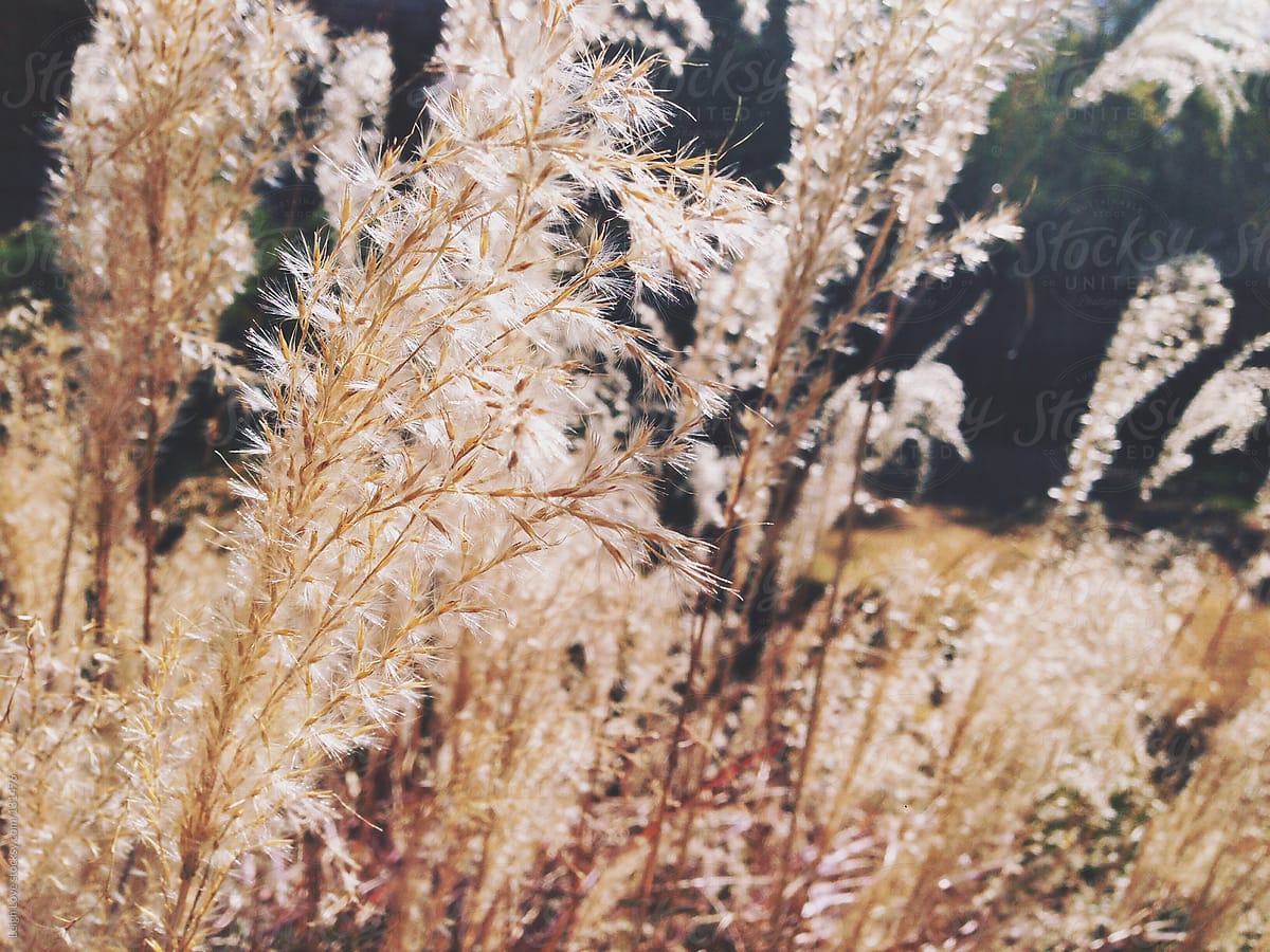 "Ornamental Grass Plumes In Winter" by Stocksy Contributor "Leigh Love ...
