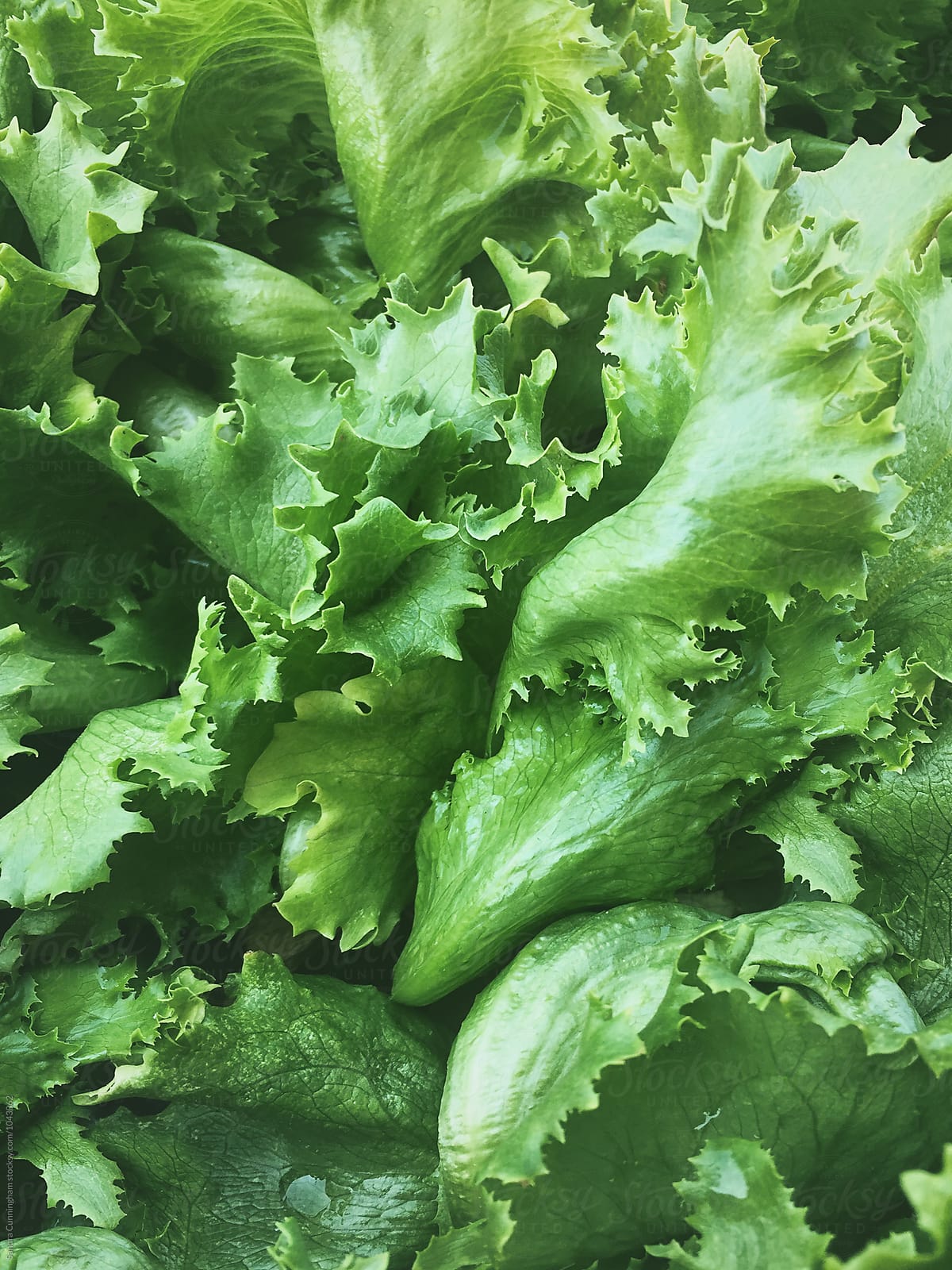 "Close Up Of Fresh Lettuce From The Garden" by Stocksy Contributor ...