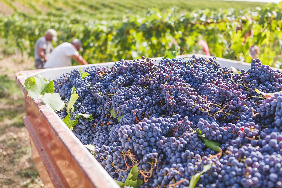 "Red Grapevines In The Wagon, Grape Harvest In Tuscany" by Stocksy ...
