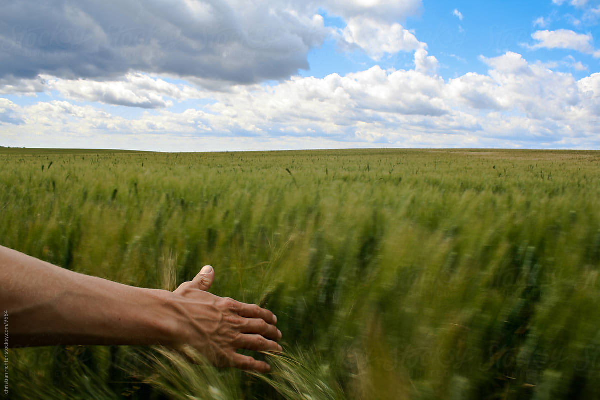 "Farmers Hand Over A Cornfield" by Stocksy Contributor "Christian ...