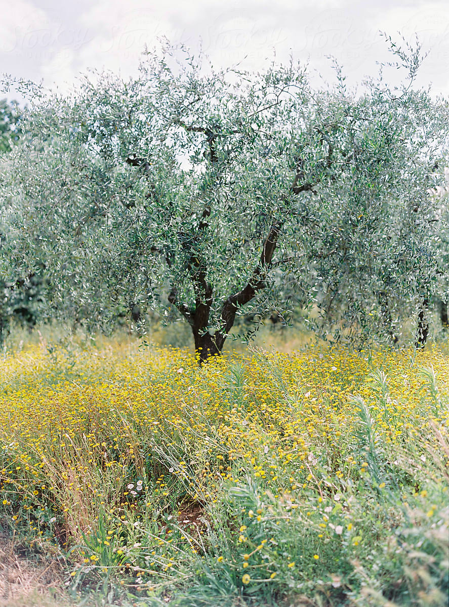 "Olive Tree" by Stocksy Contributor "Nastia Vesna" - Stocksy