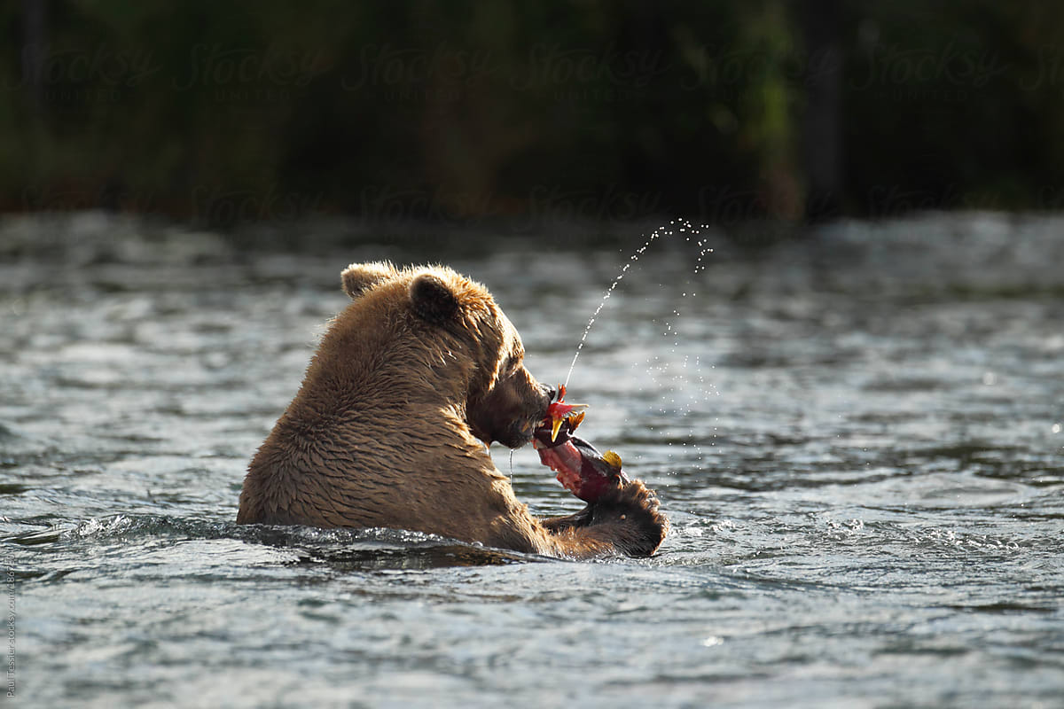 "Feeding Bear" by Stocksy Contributor "Paul Tessier" - Stocksy