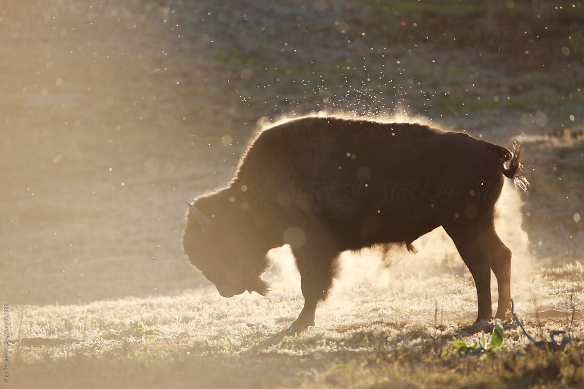 "Bison Dust Bath" by Stocksy Contributor "Paul Tessier" - Stocksy
