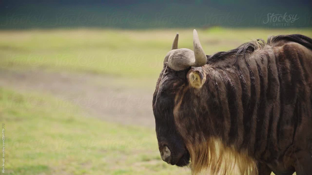"Chewing Gnu In Savanna" by Stocksy Contributor "Kike Arnaiz" - Stocksy