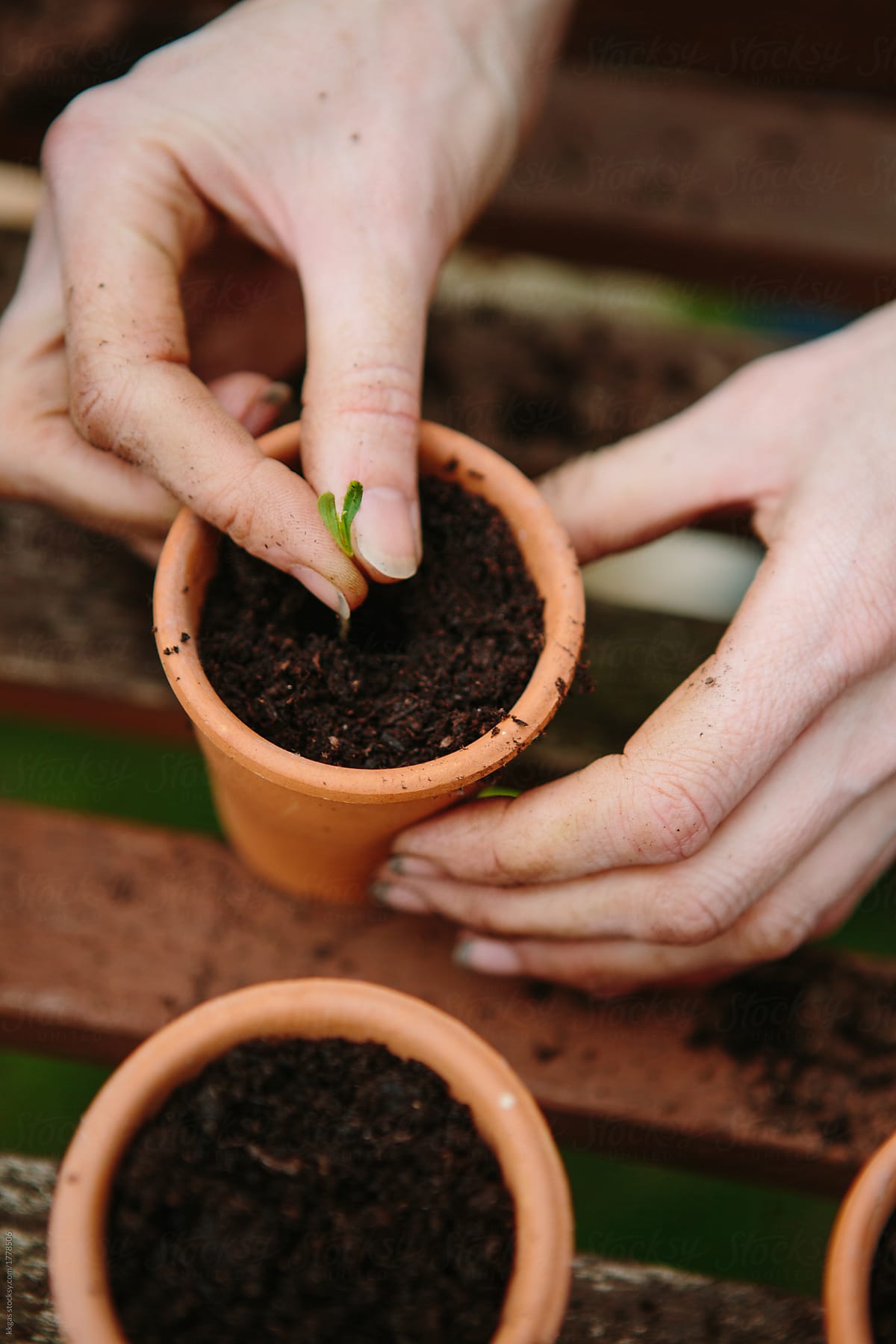 "Young Plant Seedlings Growing In Small Pots In A Greenhouse" by ...