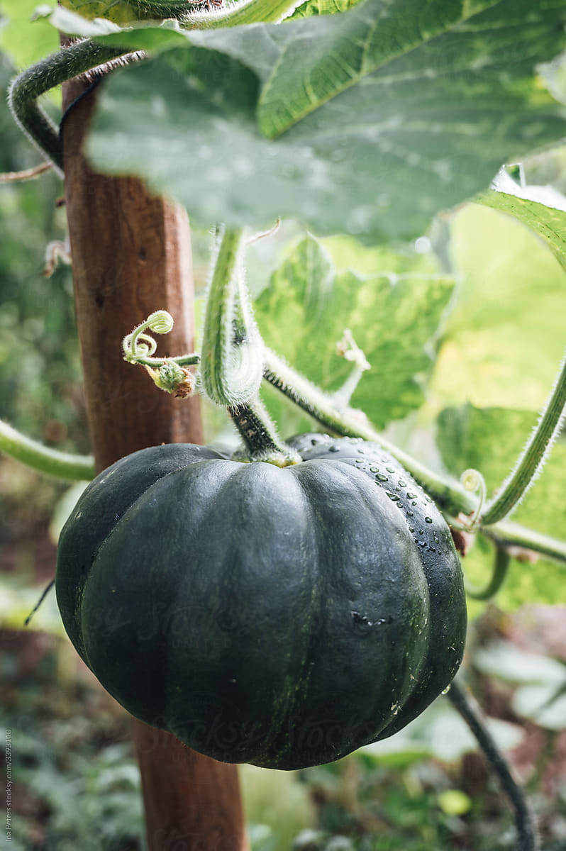 "Food: Muscat De Provence Pumpkin" by Stocksy Contributor "Ina Peters ...