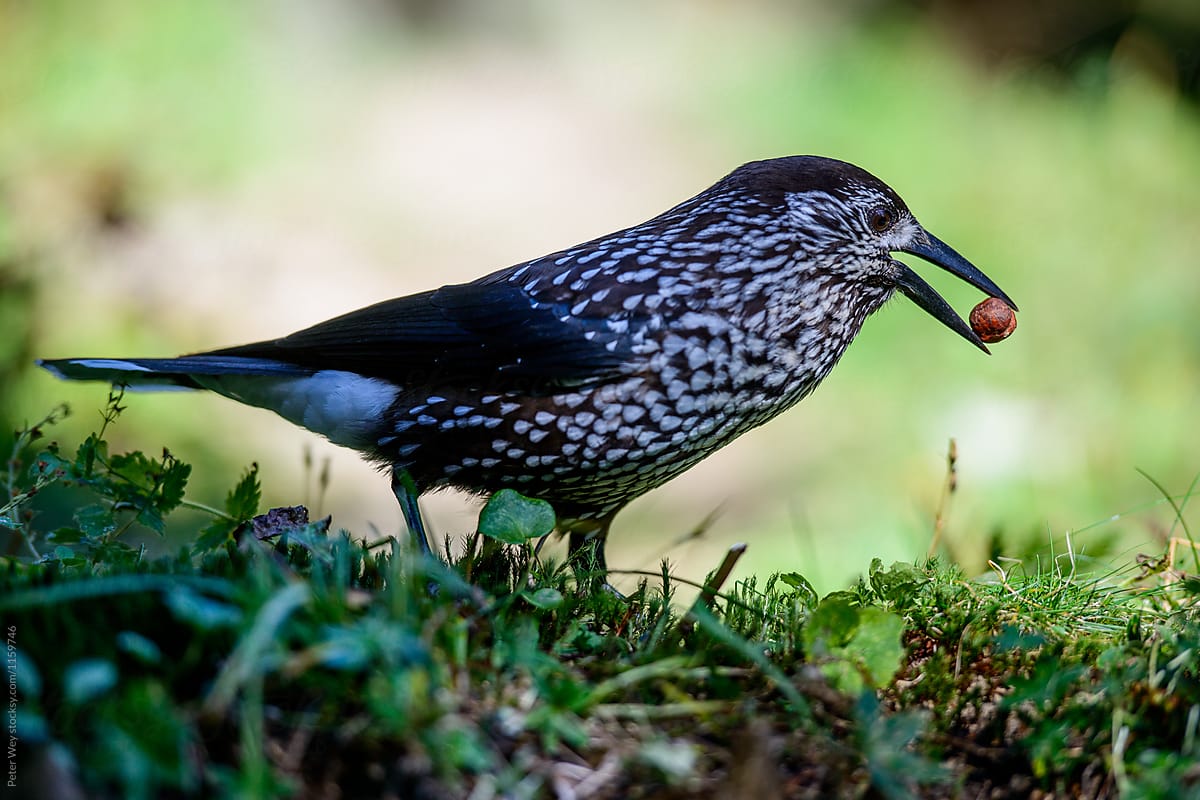"Spotted Nutcracker" by Stocksy Contributor "Peter Wey" - Stocksy