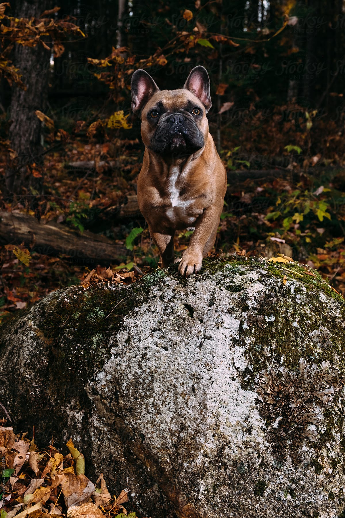 "A Majestic And Regal Brown French Bulldog Posing On A Mossy Rock." by ...