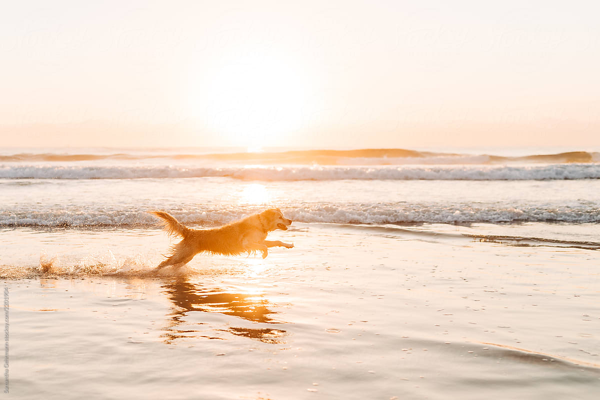 "Golden Retriever Running In Ocean" by Stocksy Contributor "Samantha ...