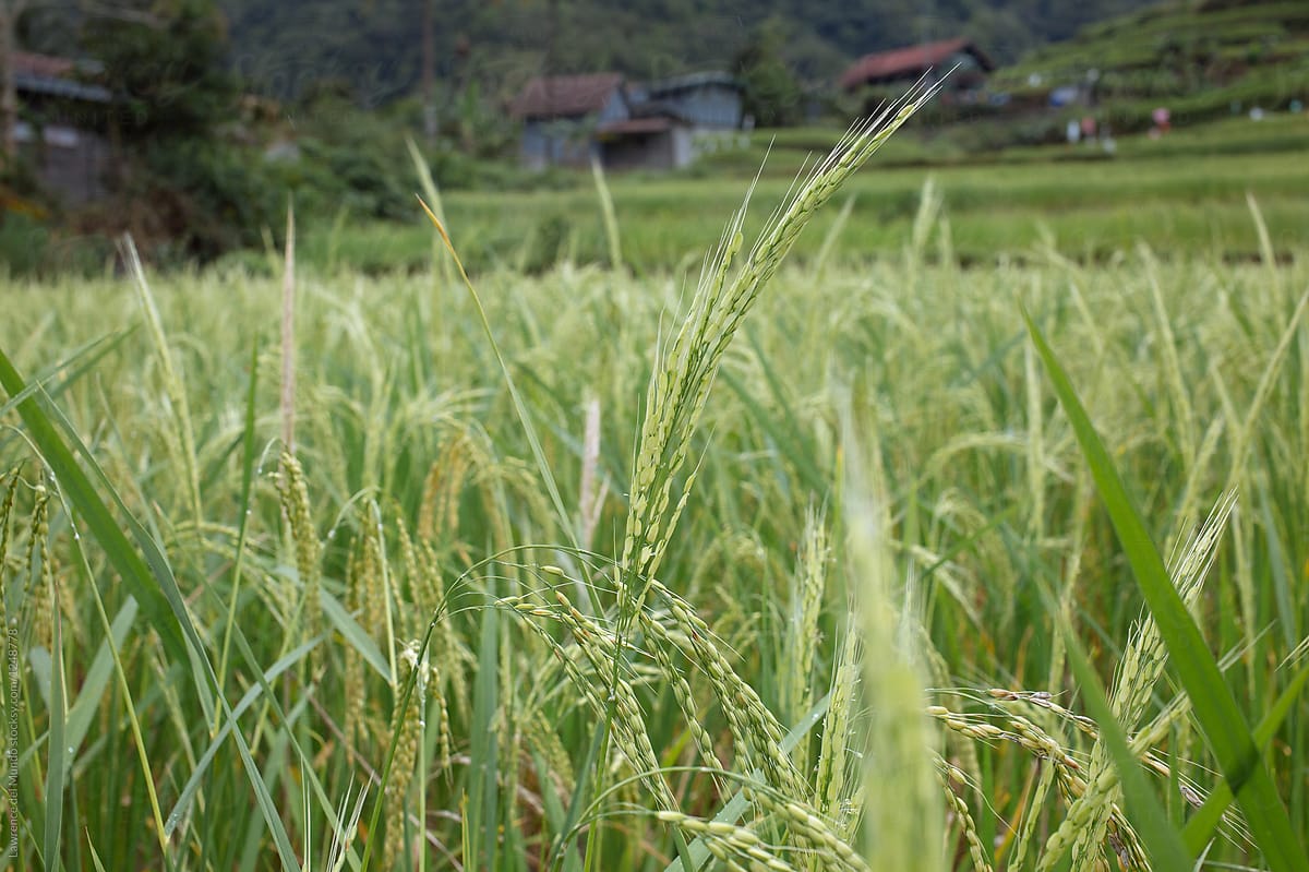 "Green Rice Plants Bending In The Air, Ready For Harvest." by Stocksy ...