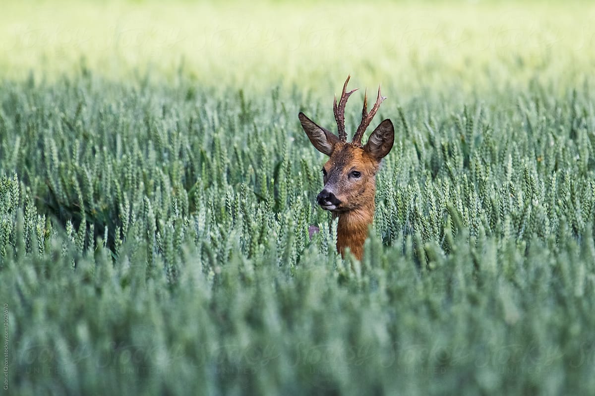 "Roebuck" by Stocksy Contributor "Gabriel Ozon" - Stocksy