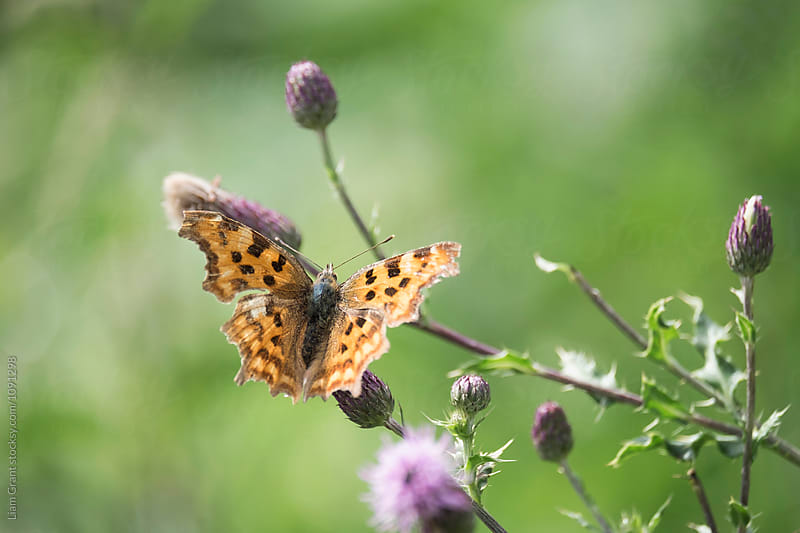 Comma Butterfly (Polygonia c-album) feeding on a wild flower. Norfok ...