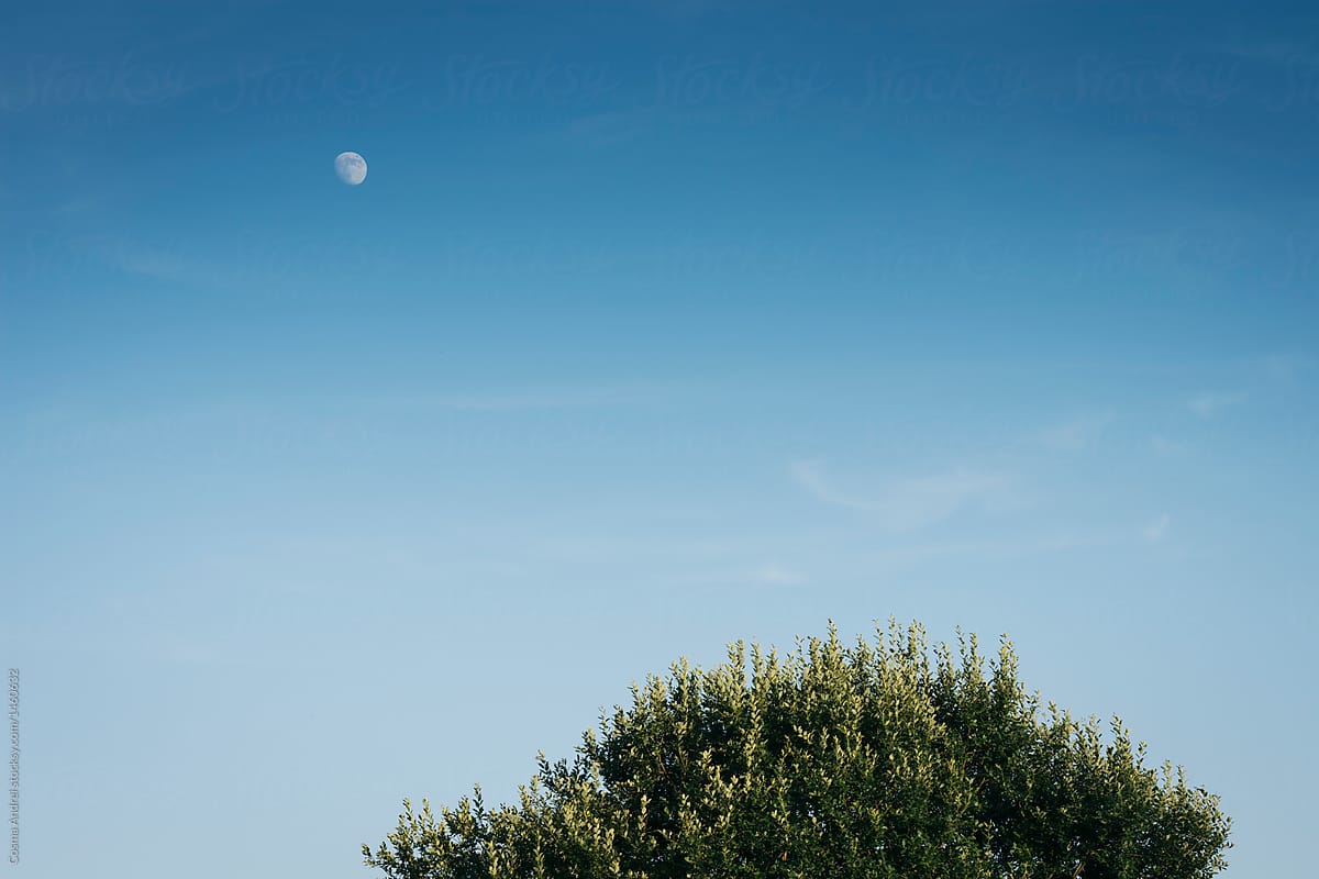"Moon Over Tree Minimal Landscape" by Stocksy Contributor "Cosma Andrei ...