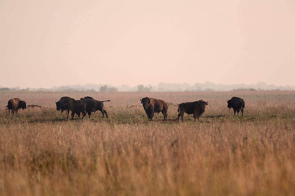 "Wild Roaming Herd Of American Bison On Prairie Grasslands" by Stocksy ...