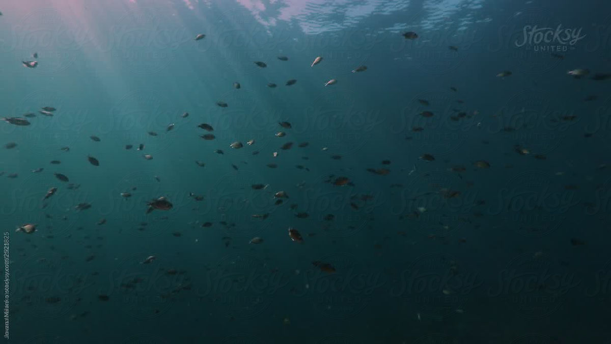 "Fish School Feeding On Plankton" by Stocksy Contributor "Jovana ...