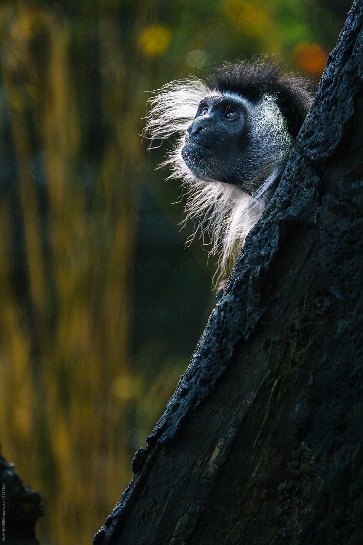 "Colobus Monkey" by Stocksy Contributor "ALAN SHAPIRO" - Stocksy