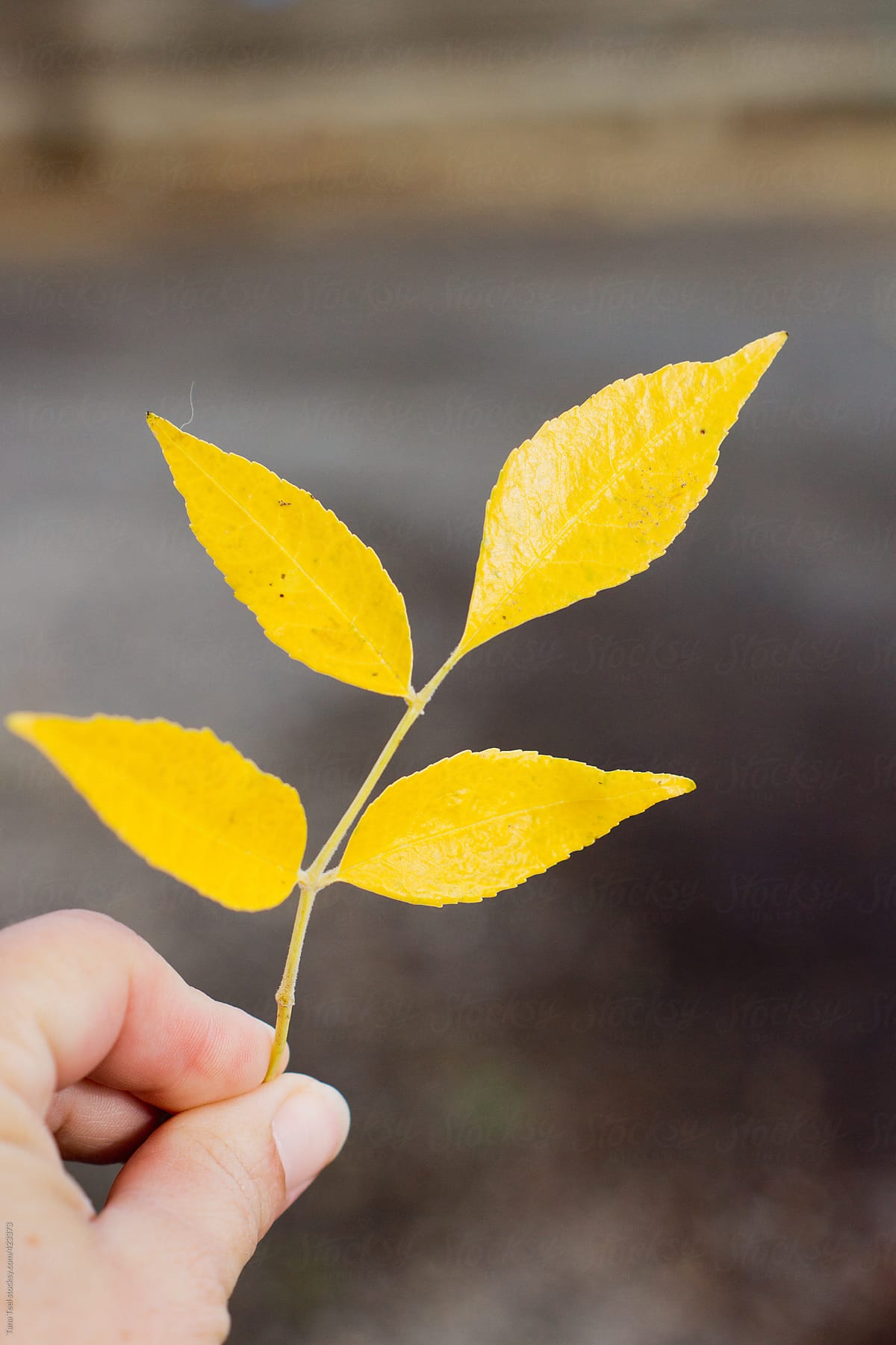 "Golden Leaf" by Stocksy Contributor "Tana Teel" - Stocksy