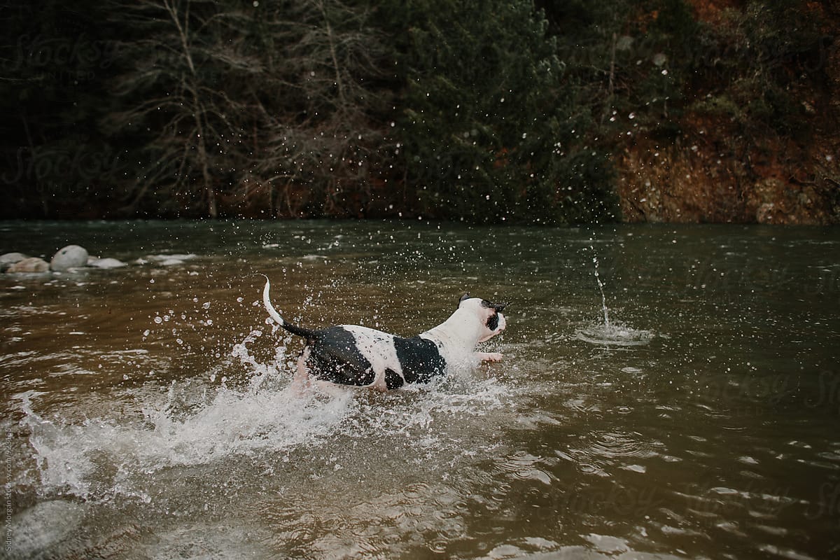 "Dog Running Into Water" by Stocksy Contributor "Sidney Scheinberg ...