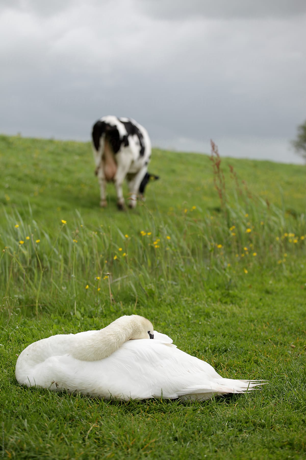 "Sleeping Swan And Grazing Cow" by Stocksy Contributor "Marcel" - Stocksy