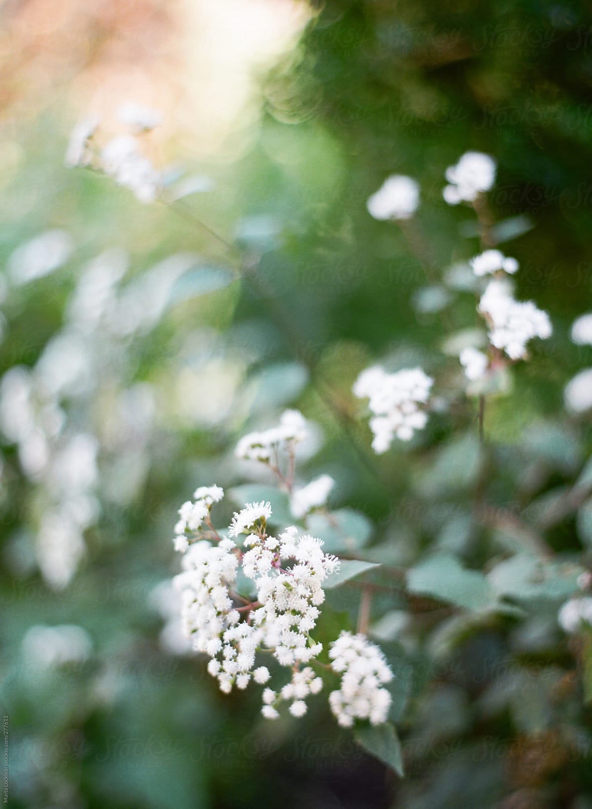 "Closeups Of Wildflower Field Flowers And Blooms At Sunset" by Stocksy ...