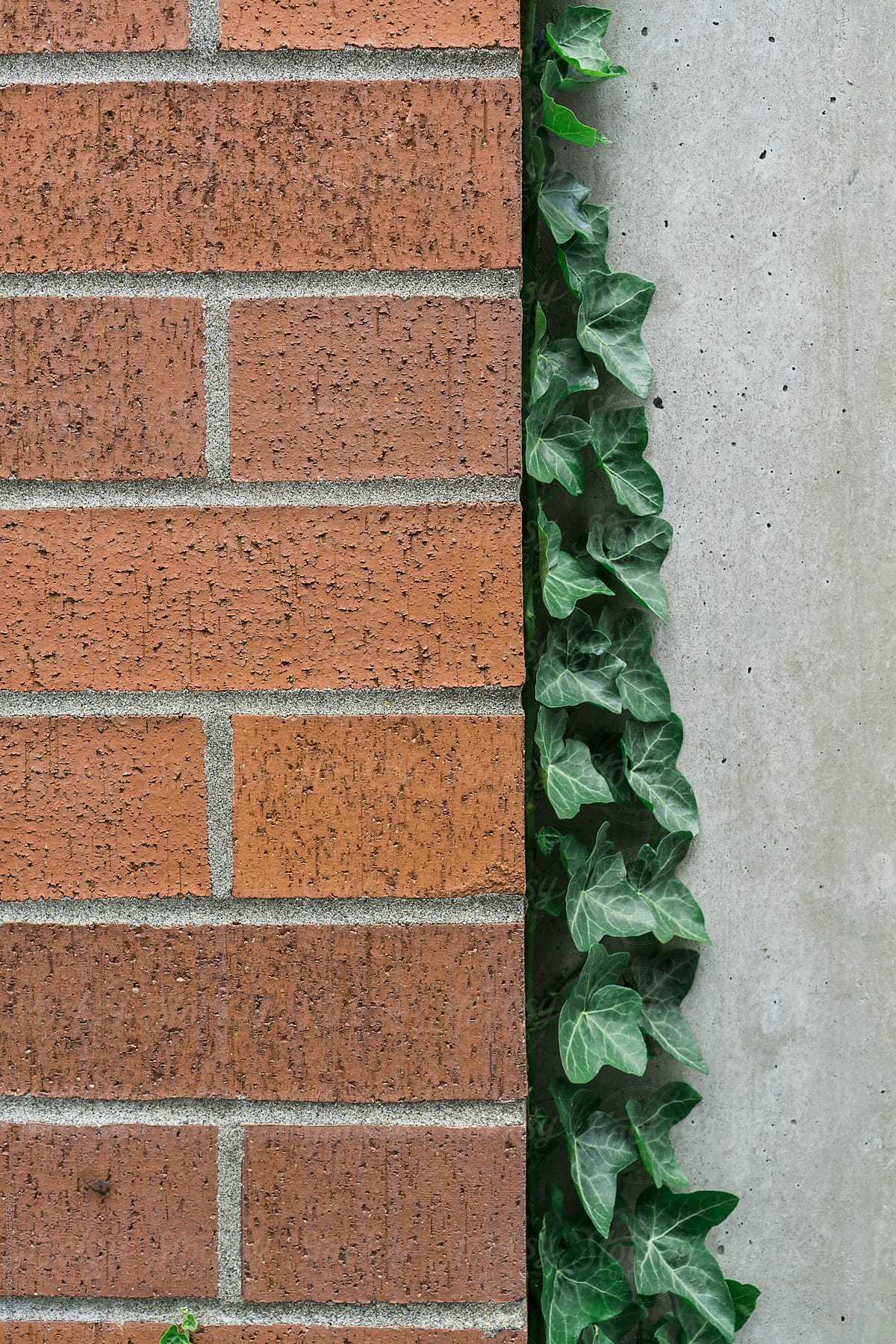 "Ivy Growing On Building Wall" by Stocksy Contributor "Rialto Images ...