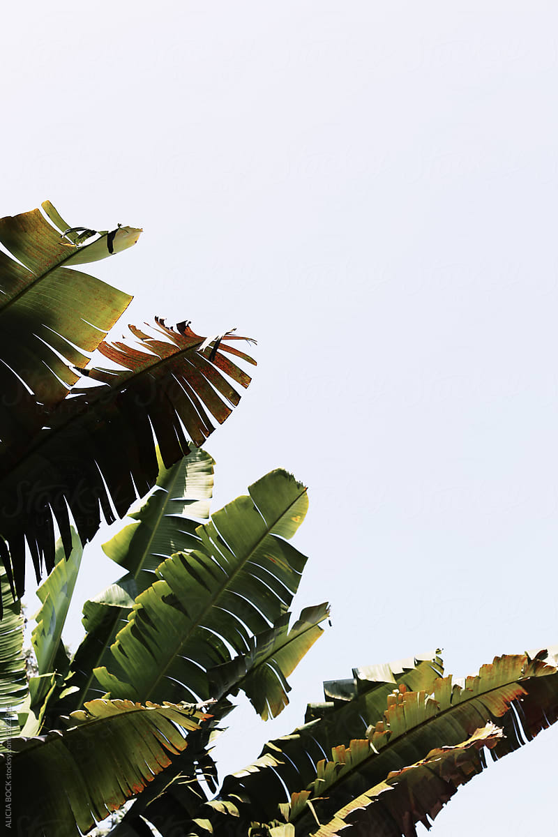 "Large Banana Plant Fronds In The Warm Summer Sun" by Stocksy ...