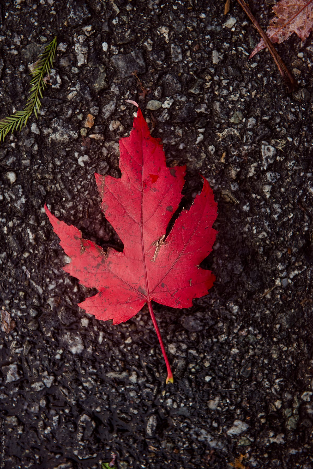 "Canadian Maple Leaf" by Stocksy Contributor "Ronnie Comeau" - Stocksy