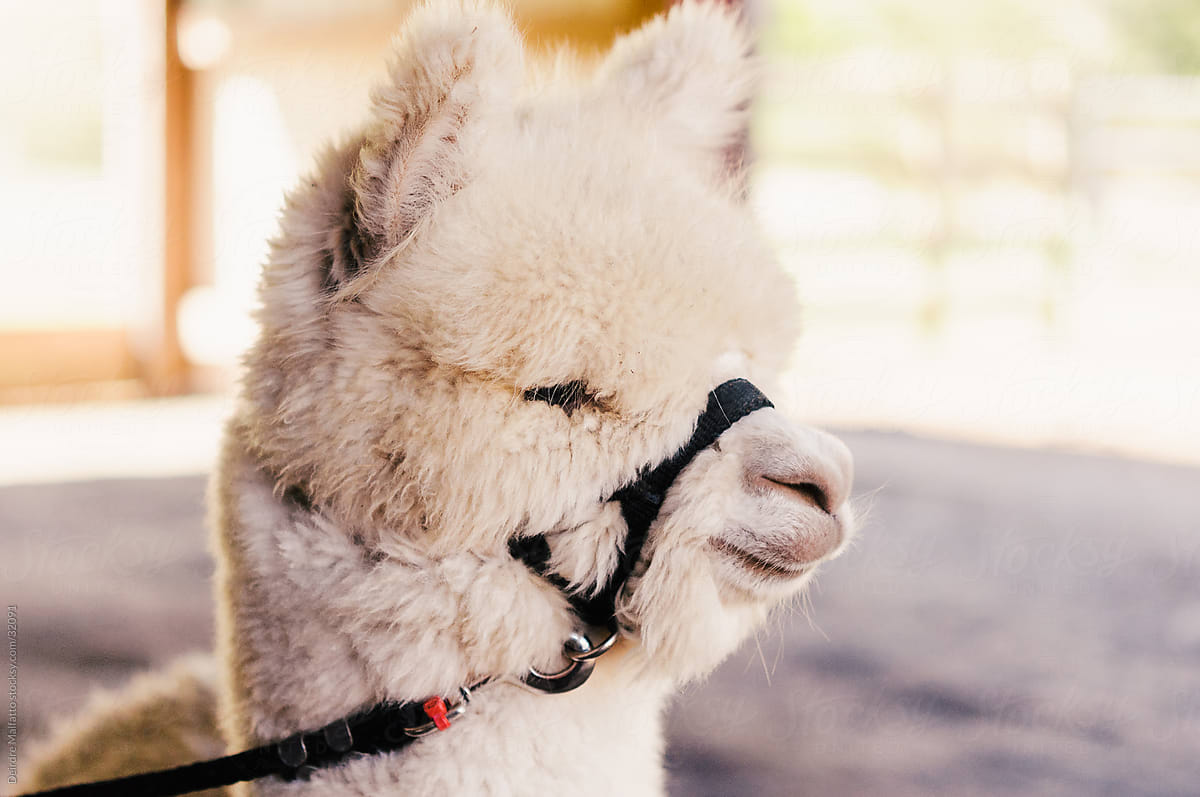 "A Baby Alpaca On A Leash In A Barn." by Stocksy Contributor "Deirdre ...