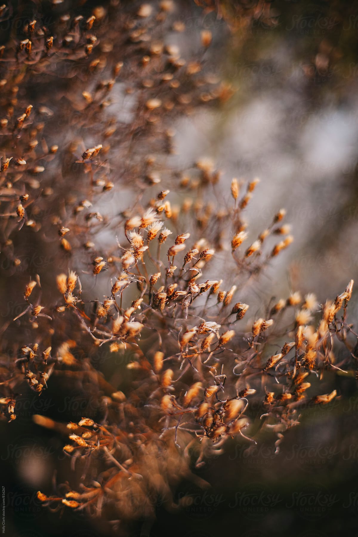 "Close Up Of Dried Blooms On A Dead Plant At The End Of The Growing ...