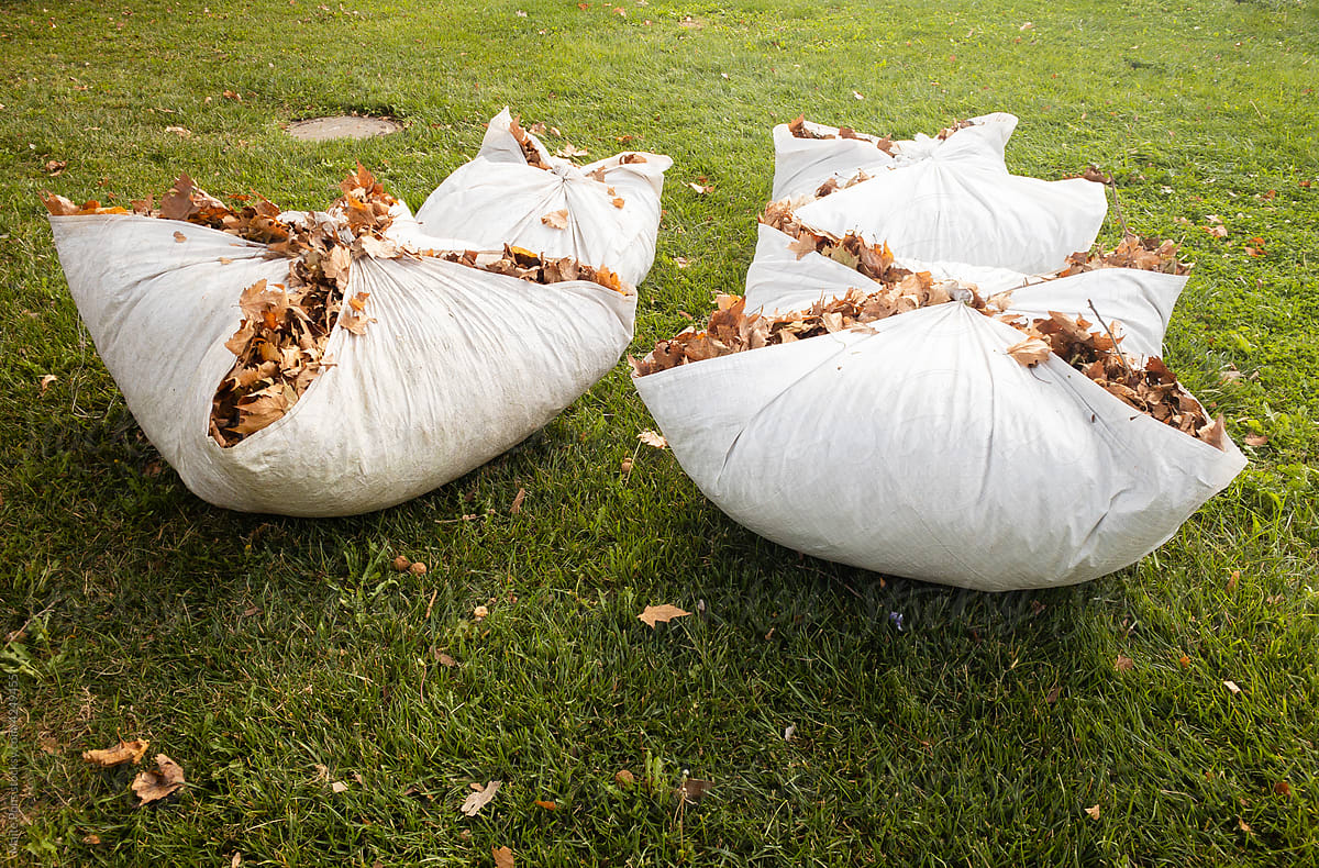 Bundled Fall Leaves - Stock Image - Everypixel